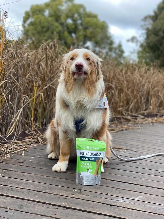 How Collagen Can Help Prevent Arthritis in Dogs – Bell and Bone