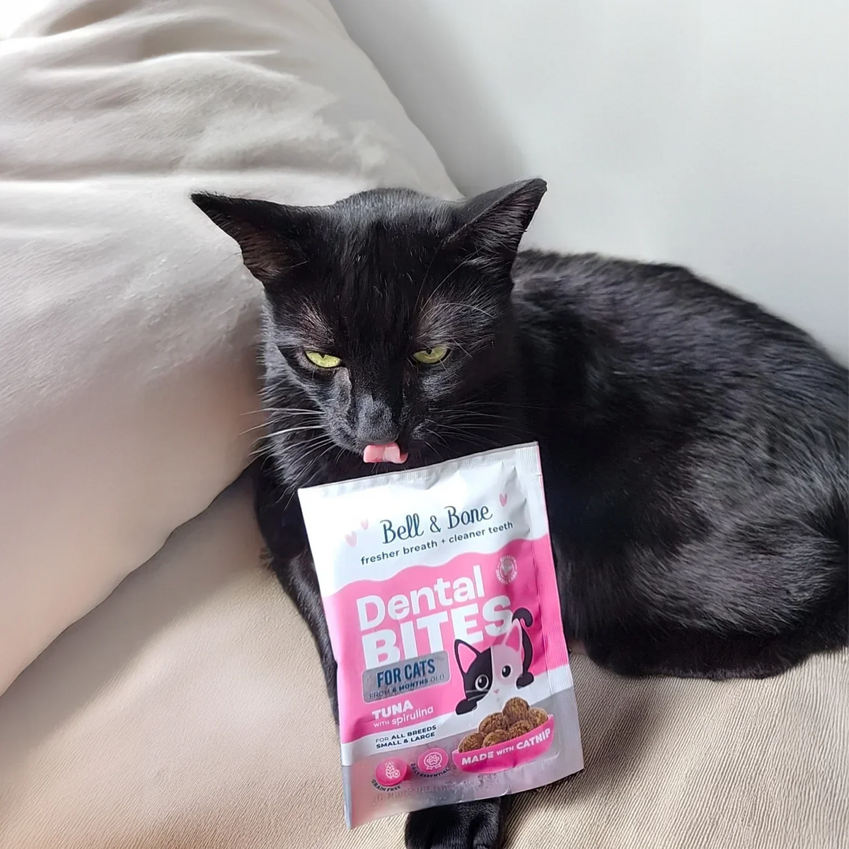 How to help your fussy cat enjoy dental treats: A guide for parents of ...
